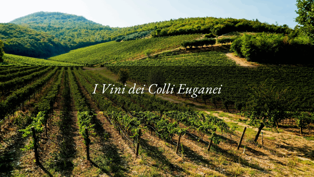 I Vini dei Colli Euganei: l’eleganza di un territorio in un calice ...